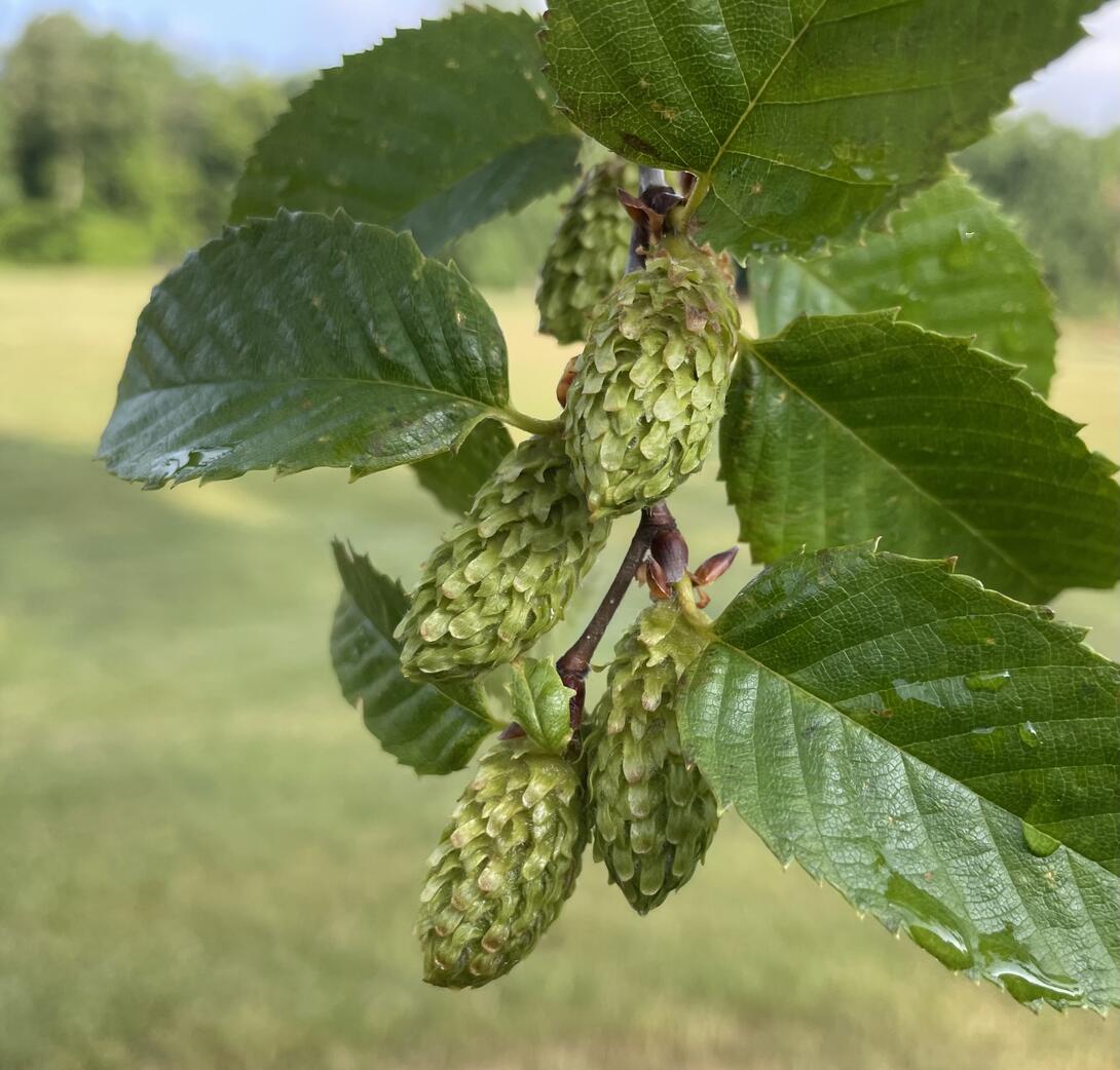 Yellow Birch | CMP Tree Selection Tool